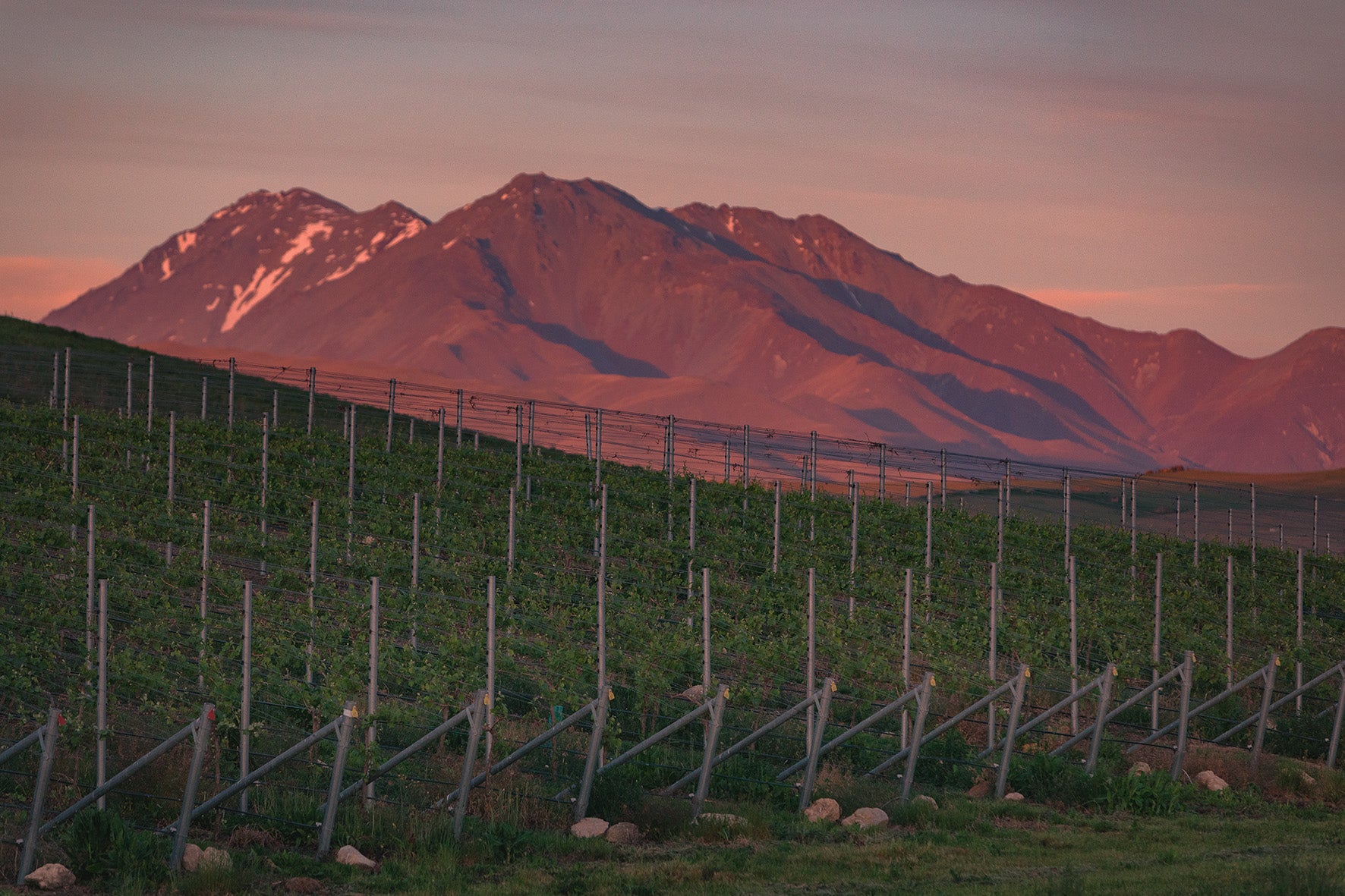 Tatty Bogler – Forrest Wines